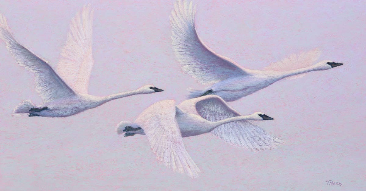Flying Swan Painting