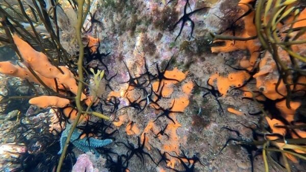 Taking The Plunge - Drawing Underwater, by Liz Myhill - Unison Colour